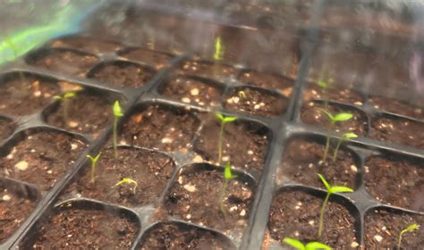 7 Pot Club I Grow Hot Peppers