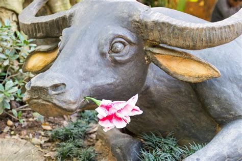 Quels Sont Les Symboles Du Feng Shui