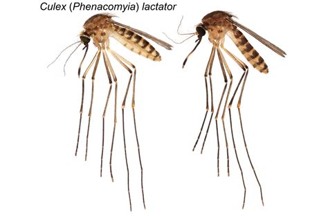 Culex Lactator Entomology Today
