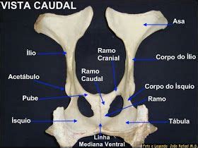 Monitoria de Anatomia Veterinária UFPA Anatomia dos ossos Anatomia