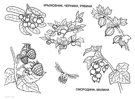 Ягоды Раскраски распечатать бесплатно
