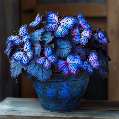 Moonlight Butterfly Begonia Sapphires