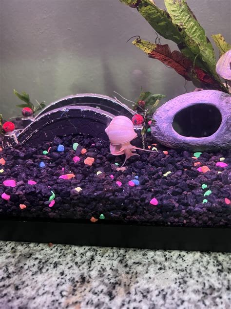 What Kind Of Snail Is This R Aquaticsnails