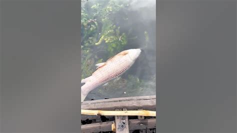 আজকে আমরা সবাই মিলে রুই মাছ ধরতে গেলাম 😲 Shovon Mini Vlog Youtube