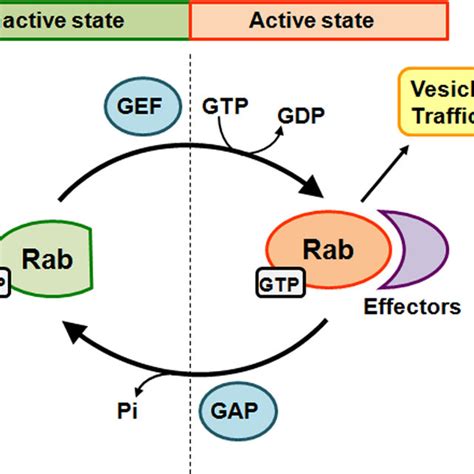 Overview Of Rab25 Functions In The Cells Rab25 Regulates Apical