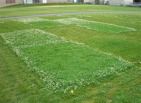BMPs to Reduce Runoff and Fertilizer Use in Lawns: Your Microclover ...