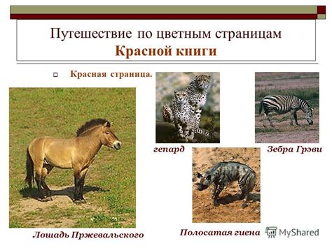 Презентация на тему По страницам Красной книги Красная книга животные