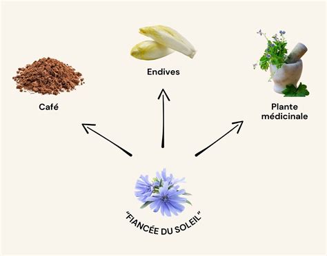 Chicorée Bienfaits Et Méfaits Pour La Santé
