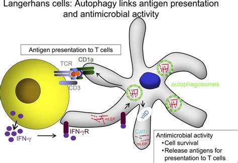 Jci Insight Autophagy Links Antimicrobial Activity With Antigen