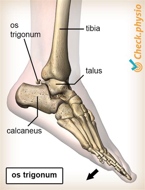 Posterior Ankle Impingement Physio Check