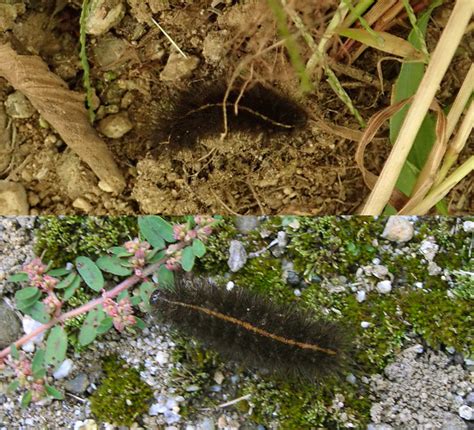 キハラゴマダラヒトリ2若齢幼虫 センスオブワンダふるイモムシケムシ