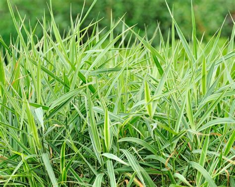 12 Small Short And Low Ornamental Grasses Uk