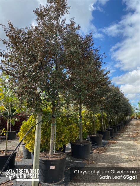 Chrysophyllum Oliviforme Satin Leaf Tree For Sale Florida Treeworld Wholesale