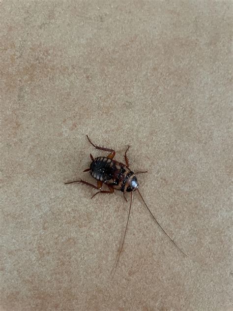 Can Anyone Identify The Cockroach Specie Trying To Find A Good Way To