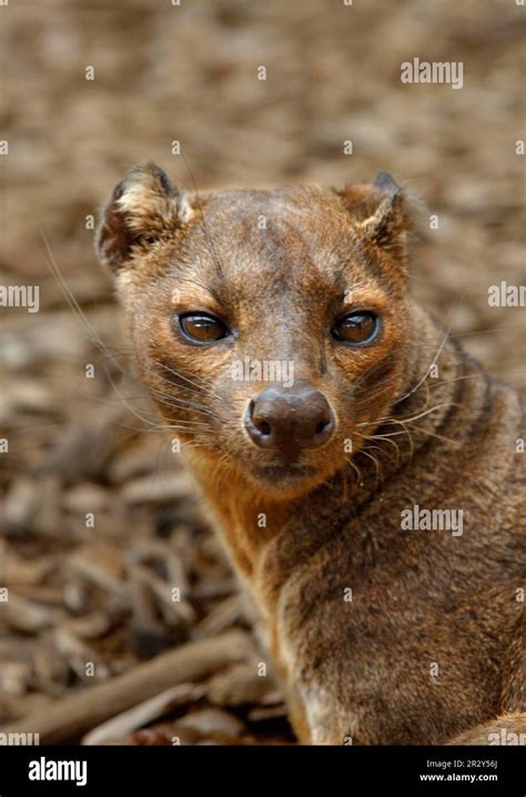 Fossa Fossas Cryptoprocta Ferox Endemic Predators Mammals