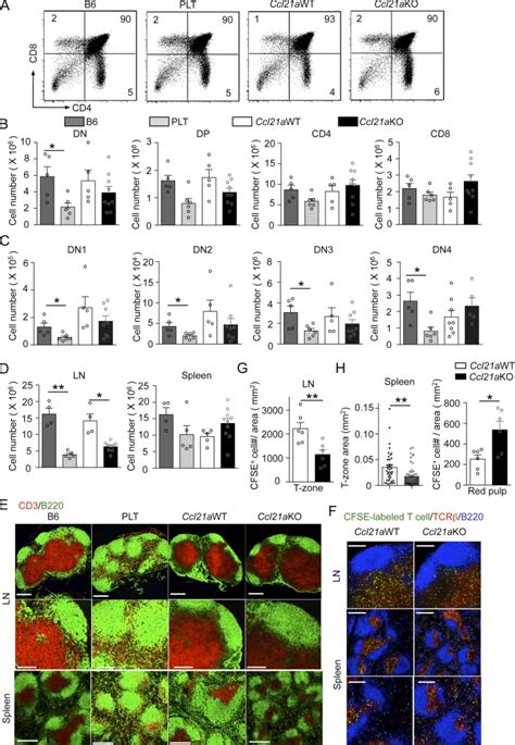 Essential Role Of Ccl21 In Establishment Of Central Self Tolerance In T