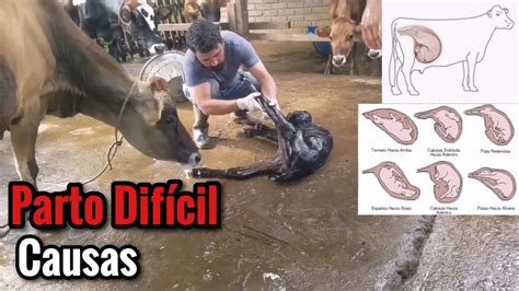 Partos Difíciles en Vacas Causas y Como Atenderlos YouTube