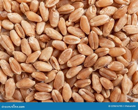 Red Hard Spring Wheat Stock Photos Free Royalty Free Stock Photos From Dreamstime