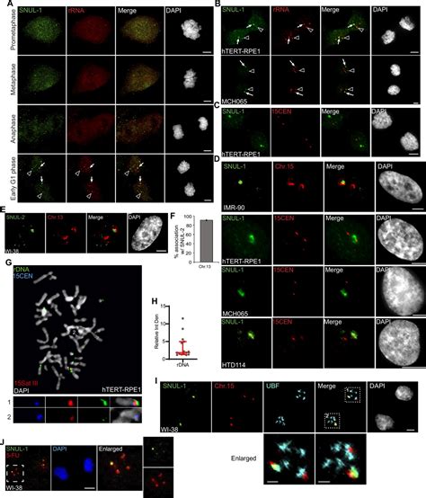Figures And Data In Monoallelically Expressed Noncoding Rnas Form