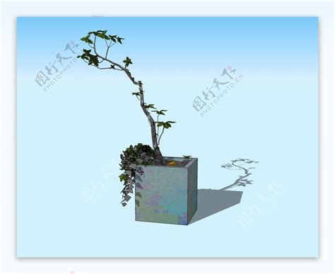 盆景3D模型图片素材 编号10361612 图行天下