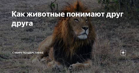 Как животные понимают друг друга С миру по шерстинке Дзен