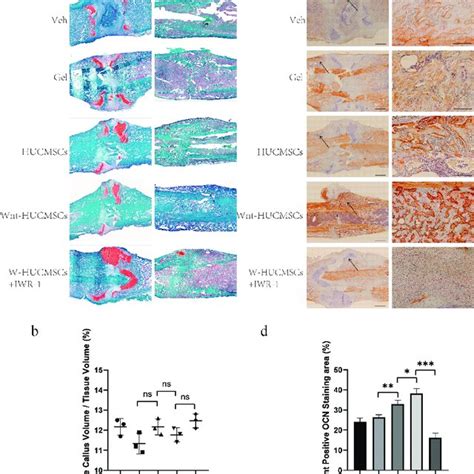 Histological Analysis Of Femurs During Fracture Healing A Sections Download Scientific