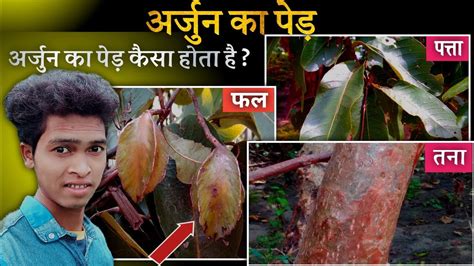 अर्जुन का पेड़ कैसा होता है। What Is The Arjuna Tree Like । Prahlad