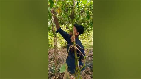 নতুন জাতের আঙ্গুর চাষ। Youtube