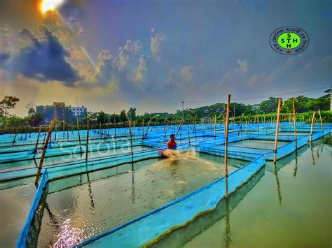 সুপার হাইব্রিড বাংলাদেশ তেলাপিয়া চাষ পদ্ধতি পুকুর নির্বাচনের পূর্বে লক্ষ্য করতে হবে যেন