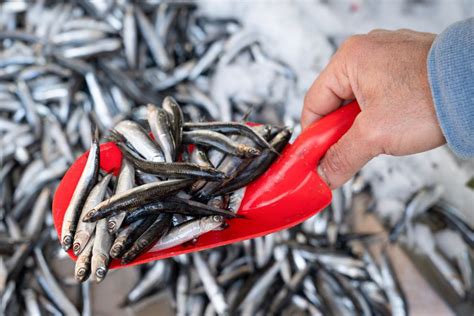 Segunda Temporada De Pesca De Anchoveta Superó El 95 De La Cuota