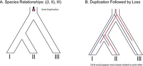 Example Of Gene Duplication And Loss Misleading Phylogenetic Inference