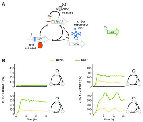 Fig S3 Influence Of The Three Oscillator Genes A Network Design Of