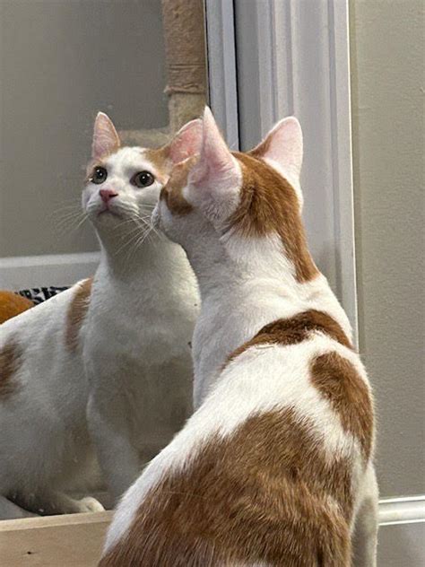 Arthur Cat Guardians