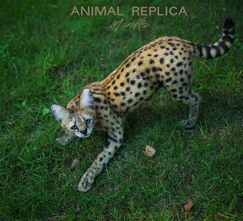 Serval Kitten By Maria Kalinina Tedsby