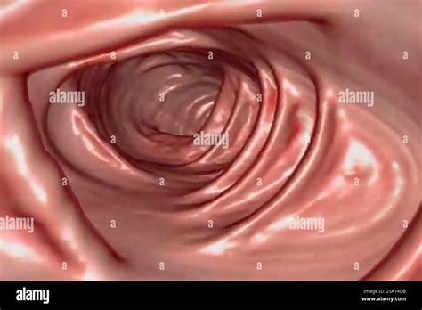 Normal Colon Coloured 3d Endoscope View Of A Healthy Colon Or Large