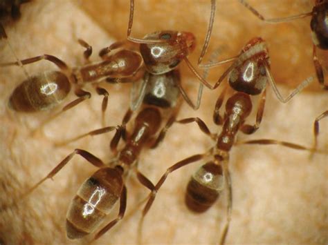 Argentine Ants Caes Field Report