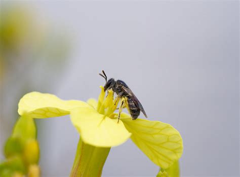 Uncommon Species Lasioglossum Nitidiusculum Female DSC 7 Flickr