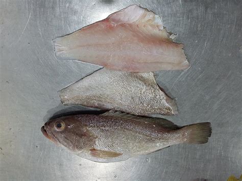Grouper Fillet Pinetree Vietnam Co Ltd Seafood Exporter And Supplier