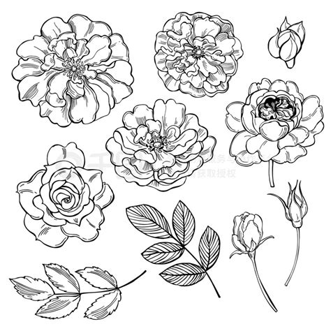 白色背景手绘花。白色背景上的玫瑰。矢量素描图。玫瑰。矢量图。模板免费下载eps格式1000像素编号69590002 千图网