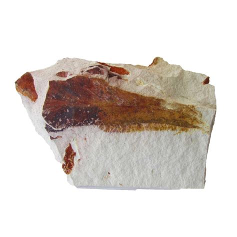 Glossopteris Leaf Fossils For Sale