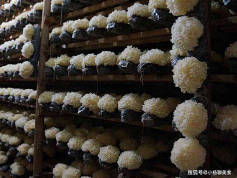 这4种食物堪称“养胃圣品”，修复胃黏膜，比吃药还要管用！的作用