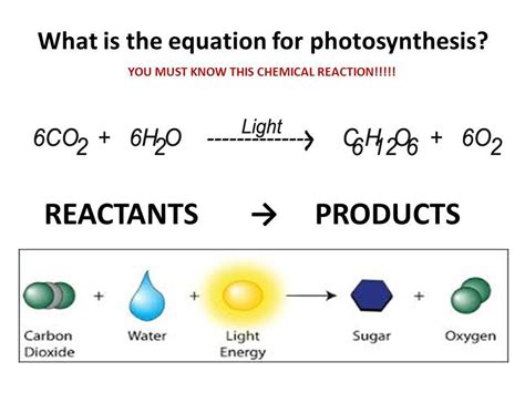 Equation For Photosynthesis Reactants And Products