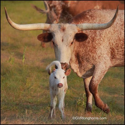 Texas Longhorn Cattle Herd Update Longhorn Cattle Longhorn Cows