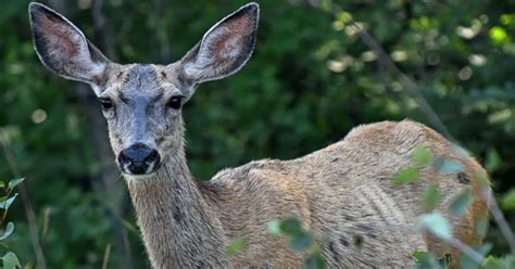 Deer Diseases A Comprehensive List Of Deer Illnesses