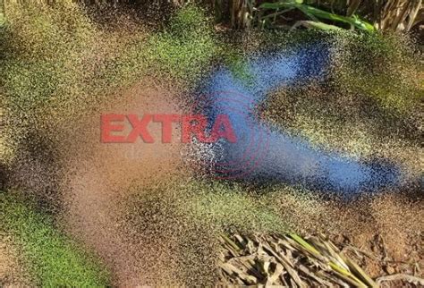 Corpo é encontrado em estado de putrefação na área rural de Vilhena Extraderondonia br