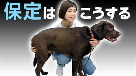 ワンポイントアドバイス① 犬の保定 YouTube