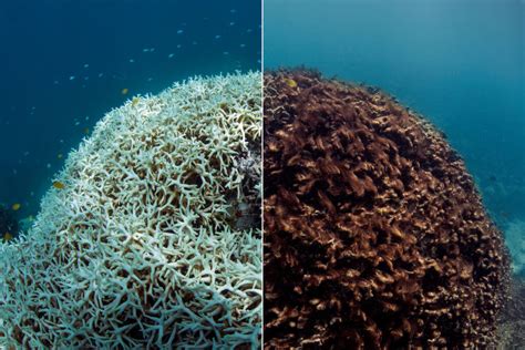 What Is Coral Bleaching And What Causes It Fight For Our Reef