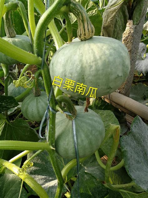 白籽南瓜 黑籽南瓜 第2页 大山谷图库