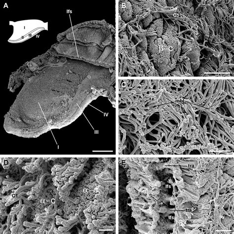 Apical Specialisations On The Gill Surface Scanning Electron
