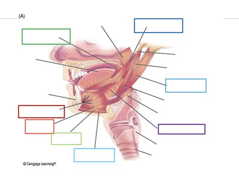 Quiz 4b Diagram 2 Diagram Quizlet